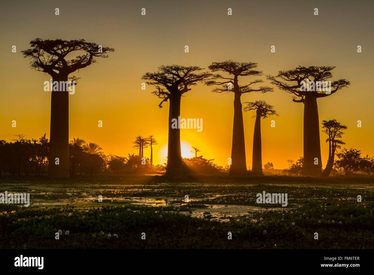 Menabe antimena hi-res stock photography and images - Alamy