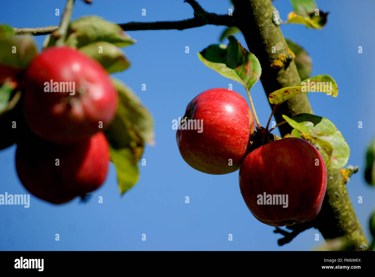Scrumping apples hi-res stock photography and images - Alamy