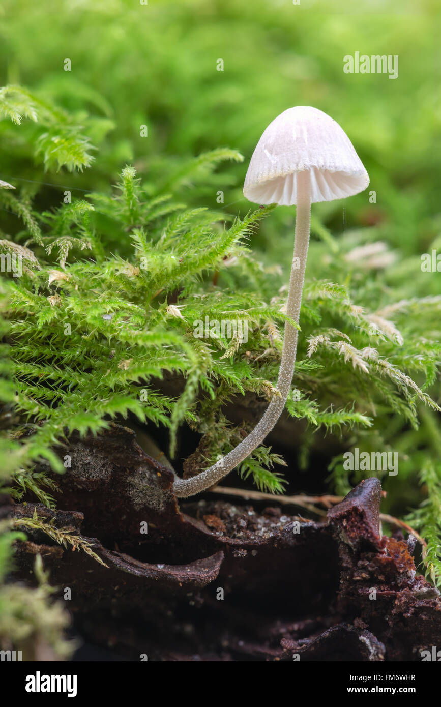 Dead birch tree hi-res stock photography and images - Alamy