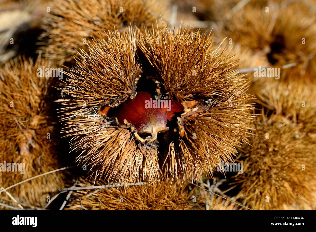 France, Ardeche, Faugeres, chestnut Stock Photo - Alamy