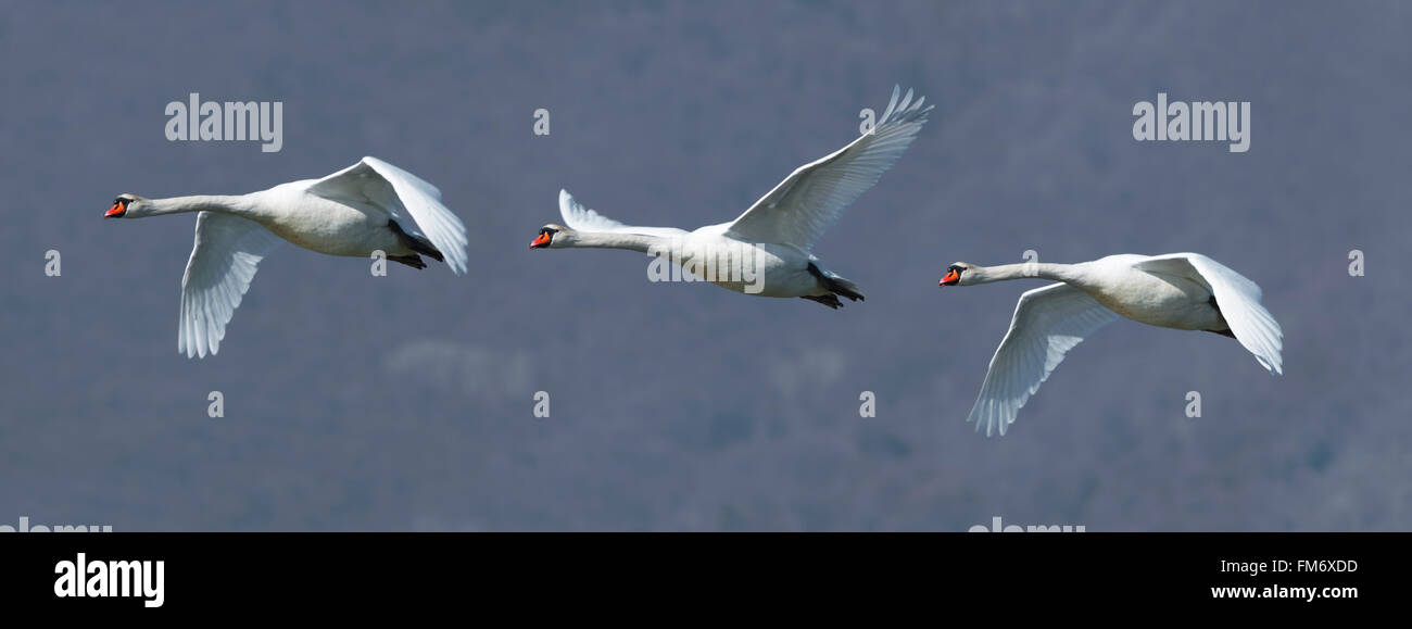 Panorama group swan flying hi-res stock photography and images - Alamy