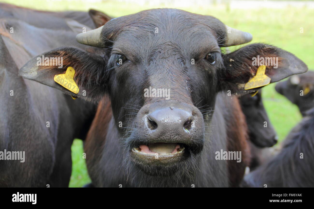 Water buffalo grazing in the Peak District National Park, Derbyshire ...