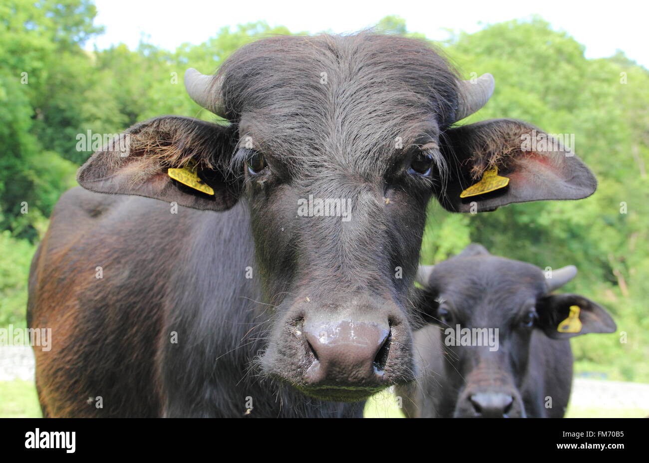 Water buffalo in the Peak District National Park, Derbyshire, England ...