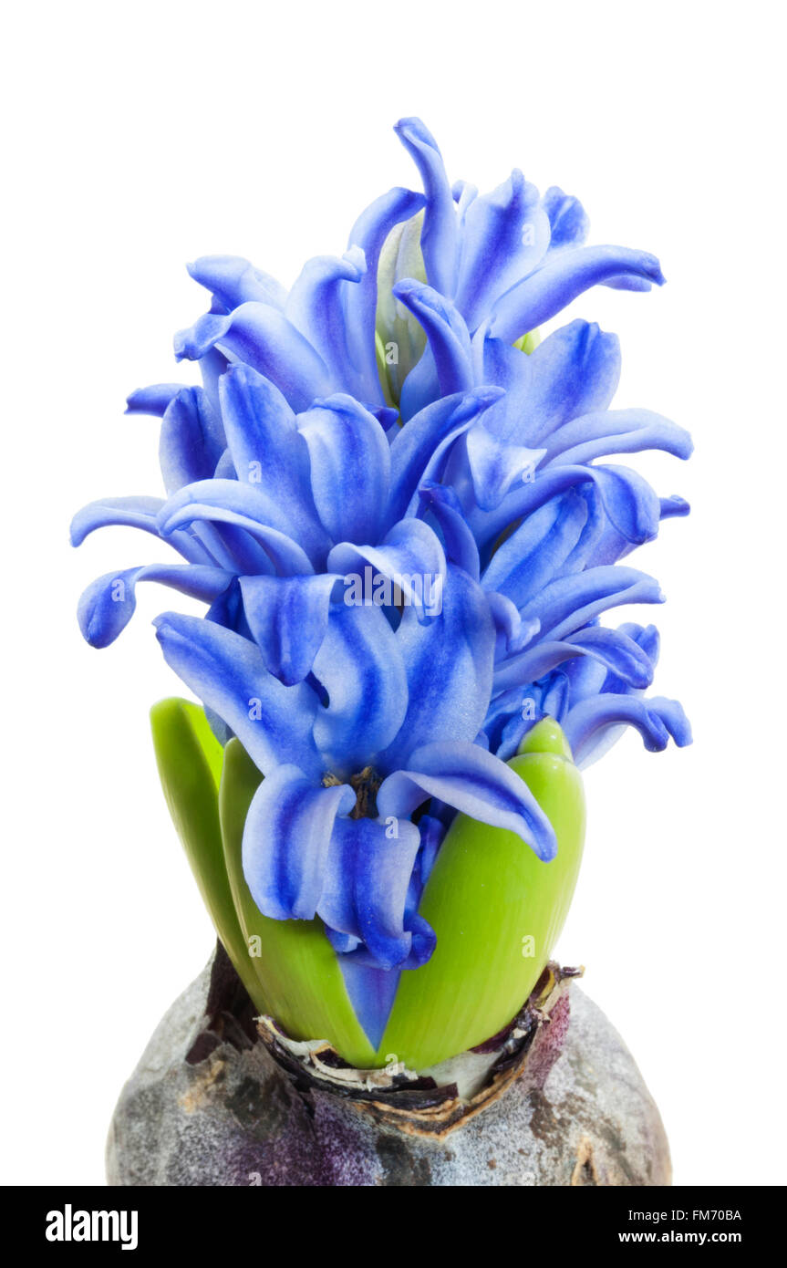 Blue flower bulb hi-res stock photography and images - Alamy