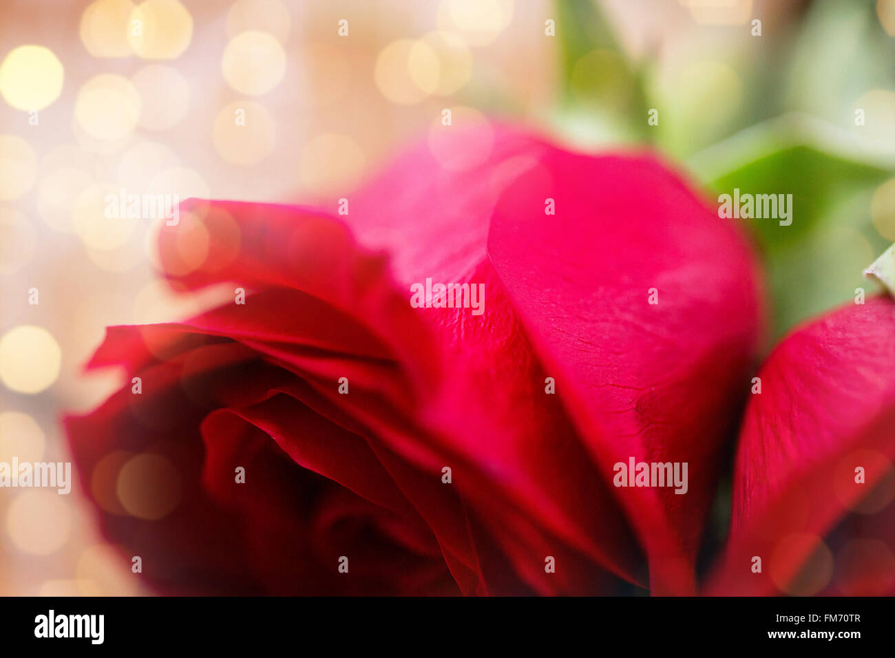 close up of red rose flowers Stock Photo - Alamy