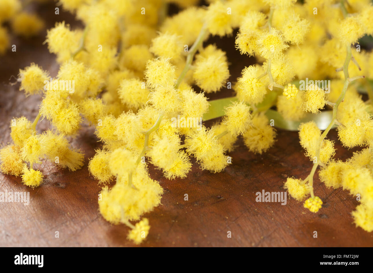 Mimosa flowers macro (Acacia dealbata) on a timber board Stock Photo ...