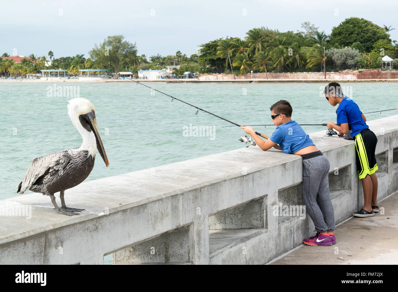 Two boys fishing and brown pelican on White Street Fishing Pier in Key ...