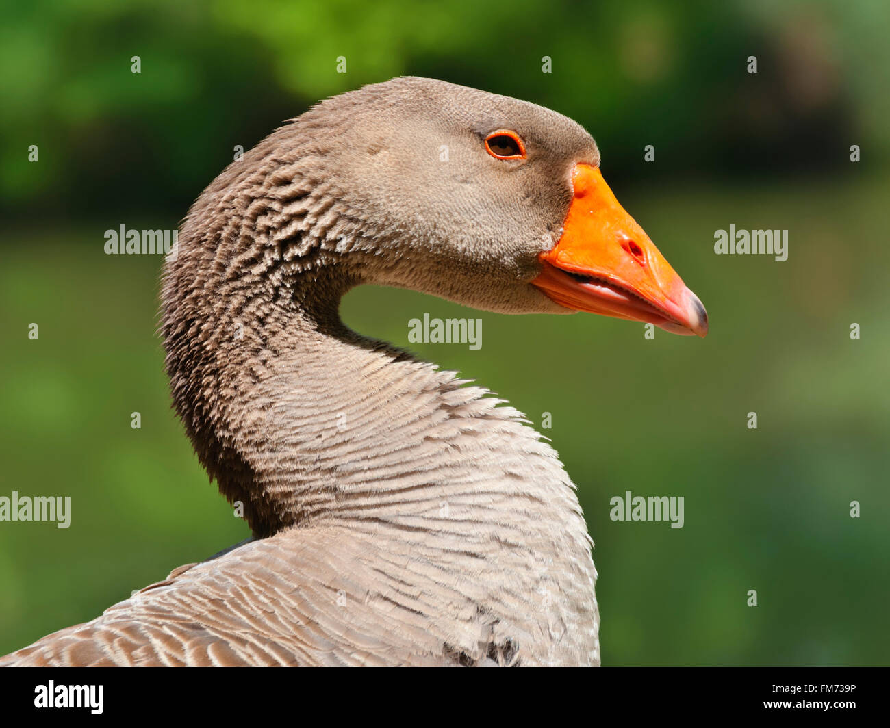 Close up goose head hi-res stock photography and images - Alamy