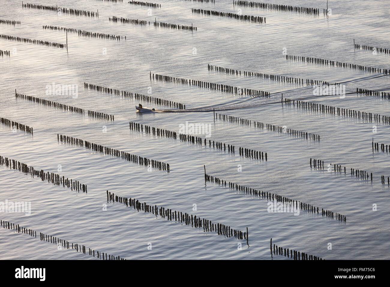 Bouchot mussels hi-res stock photography and images - Alamy