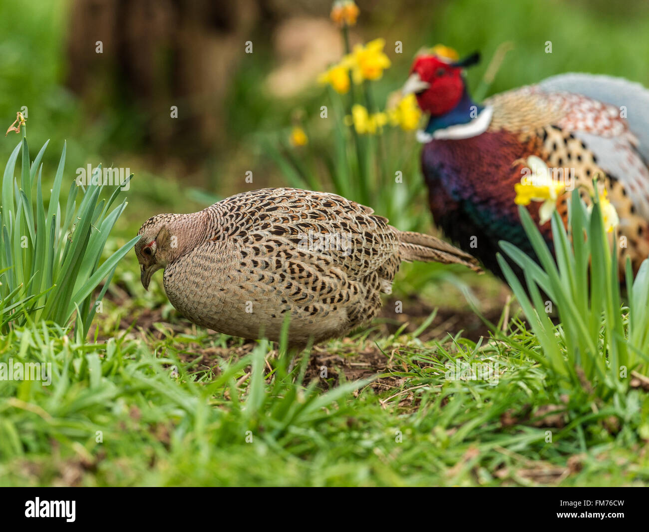 Beautiful male Ring-necked Pheasant (Phasianus colchicus) & female ...