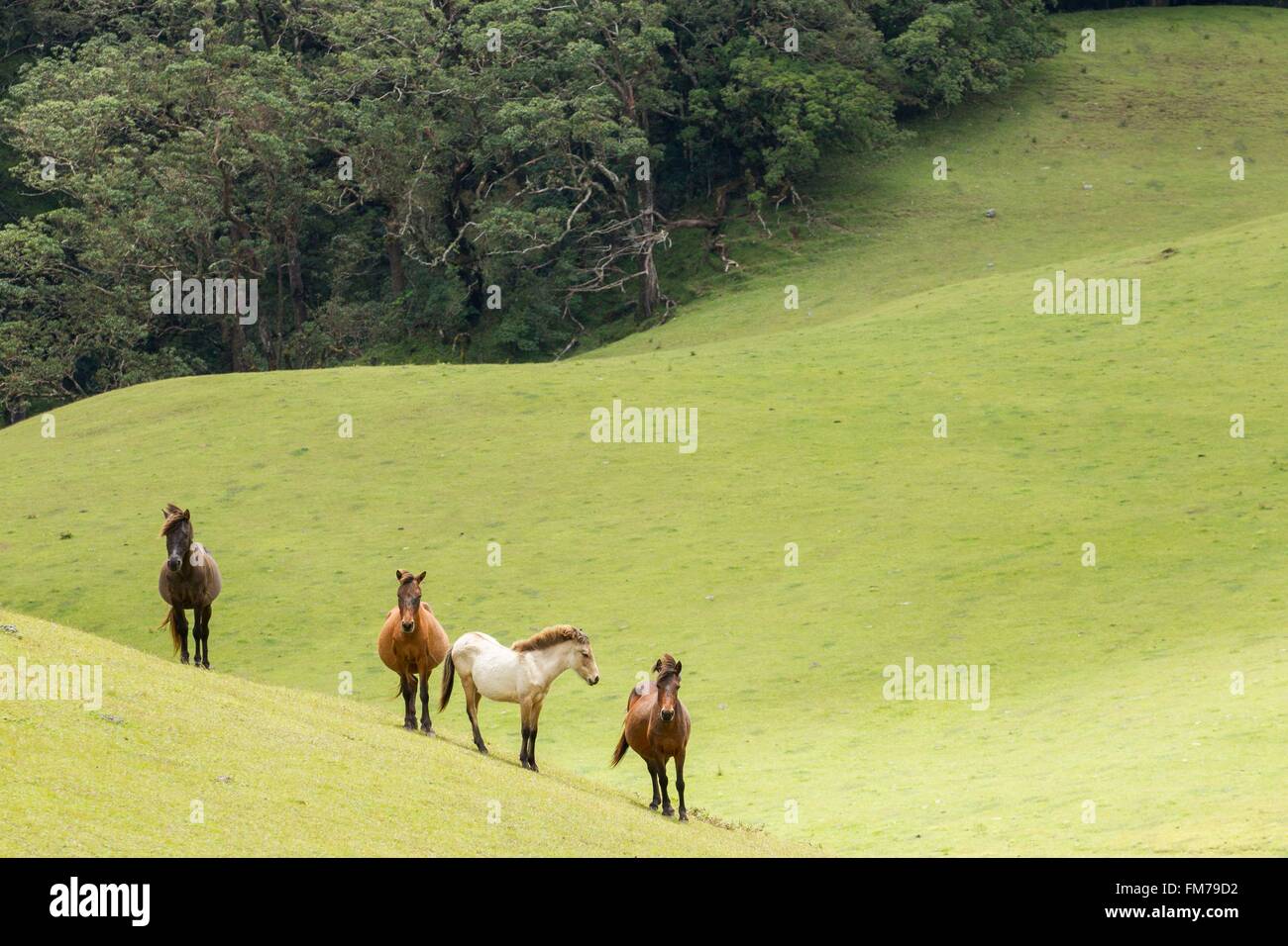 Indonesia, East Nusa Tenggara, West Timor, South Central Timor Regency ...