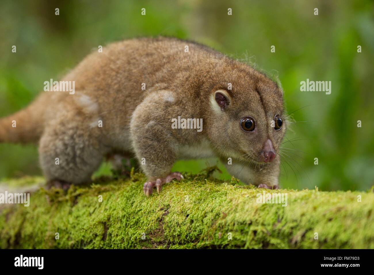 Indonesia, East Nusa Tenggara, West Timor, South Central Timor Regency ...
