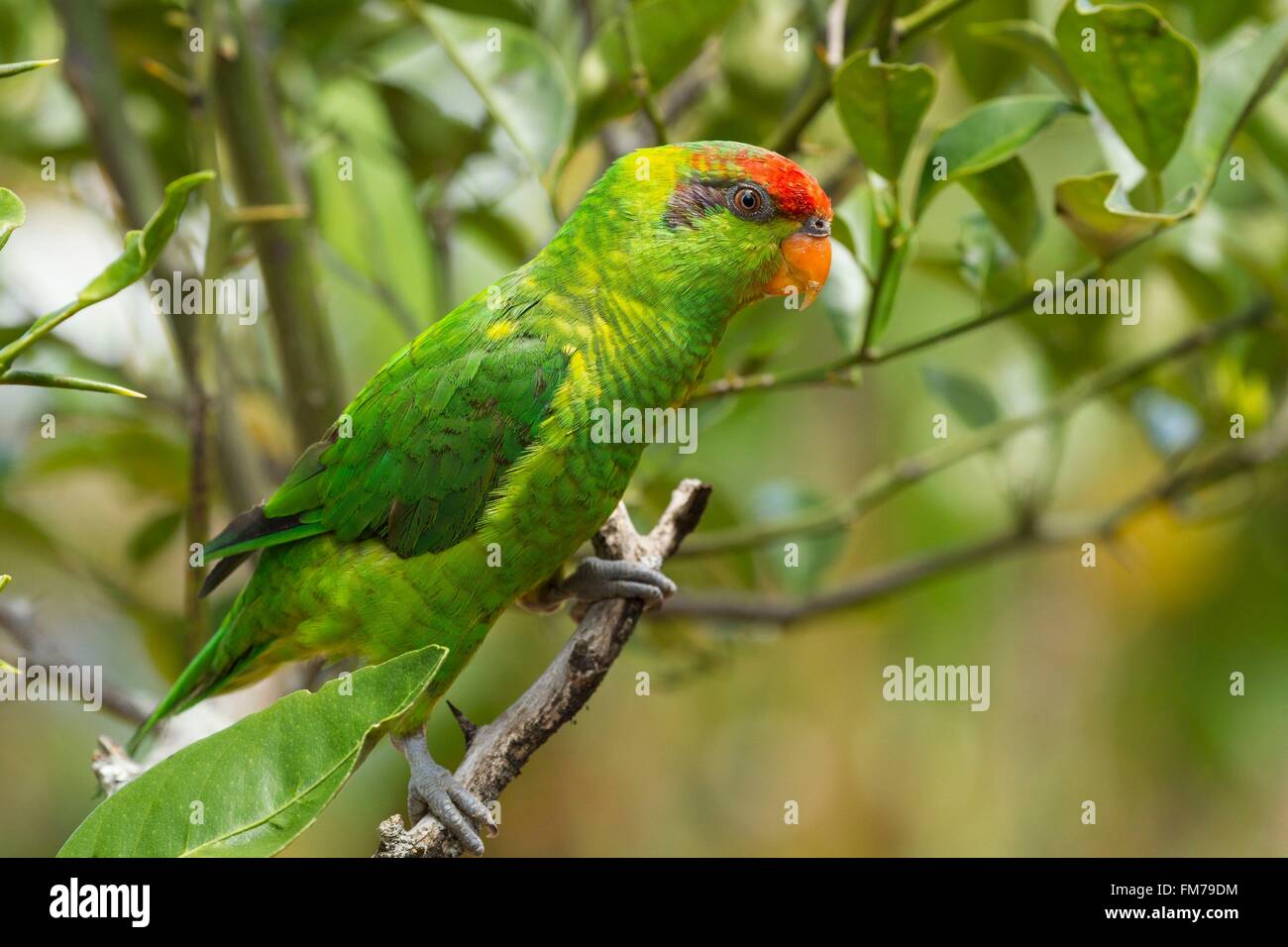Indonesia, East Nusa Tenggara, West Timor, South Central Timor Regency, Nenas, Gunung Mutis ...
