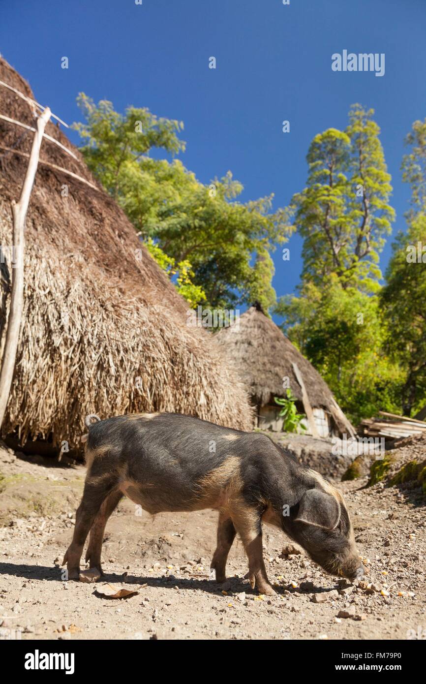 Indonesia, East Nusa Tenggara, West Timor, South Central Timor Regency ...