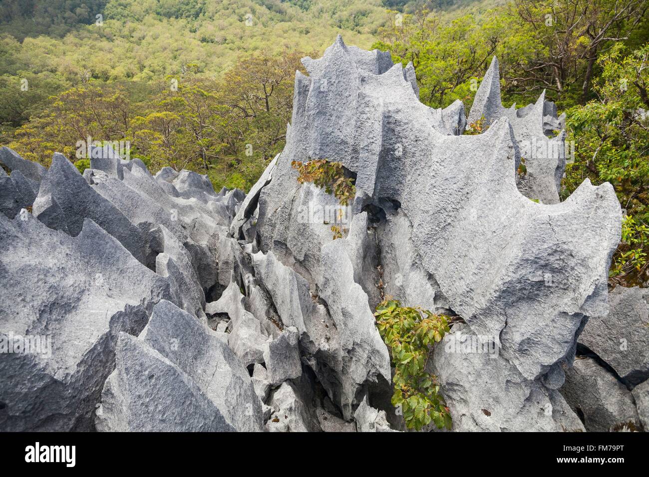 Indonesia, East Nusa Tenggara, West Timor, South Central Timor Regency ...