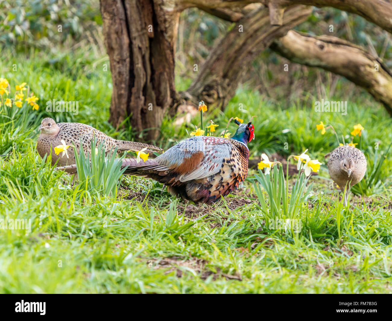 Beautiful male Ring-necked Pheasant (Phasianus colchicus) & female ...