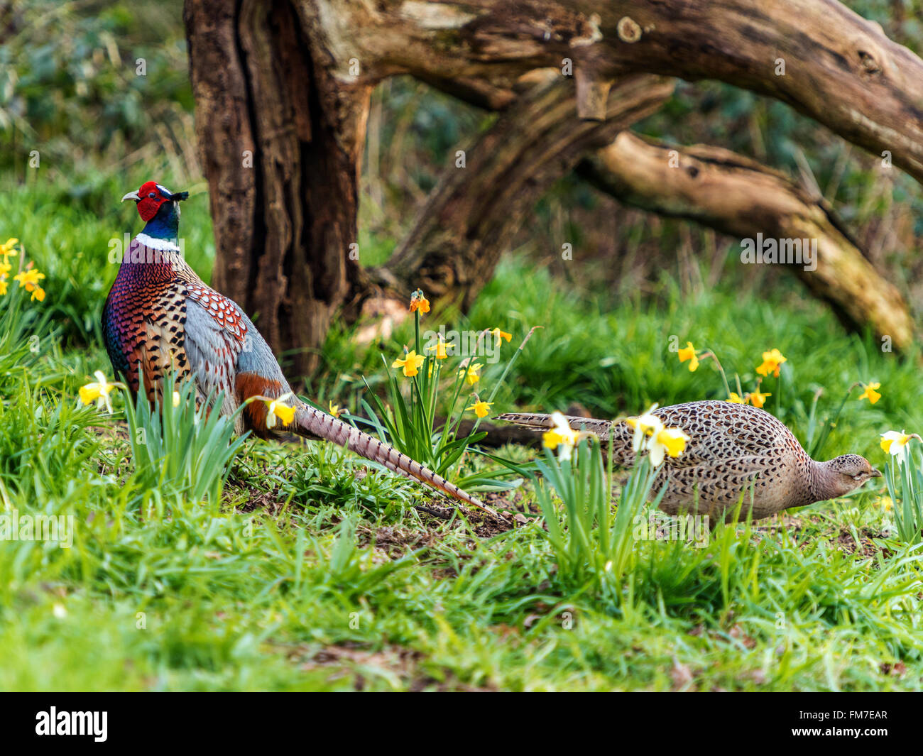 Beautiful male Ring-necked Pheasant (Phasianus colchicus) & female ...