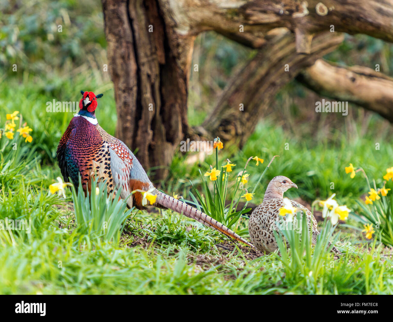 Male and female pheasant hi-res stock photography and images - Alamy