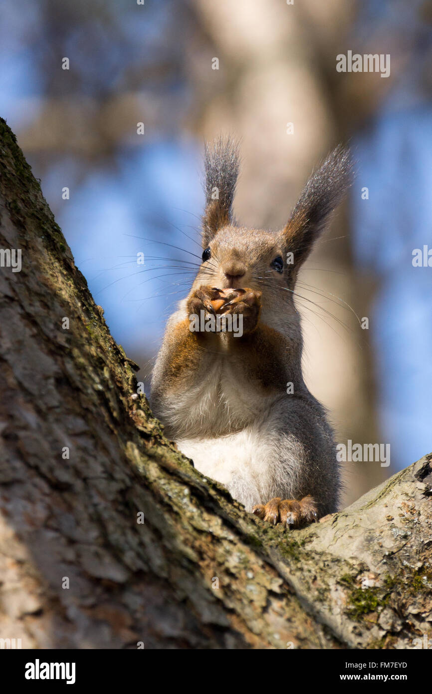 the photograph shows a squirrel on a tree Stock Photo - Alamy