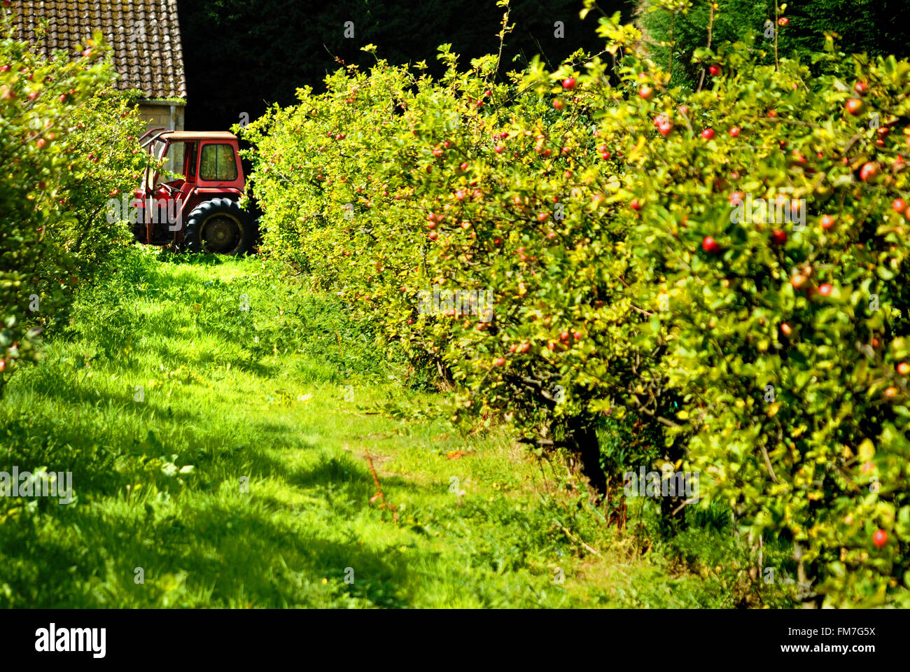 Tractor in cider apple orchard Stock Photo - Alamy