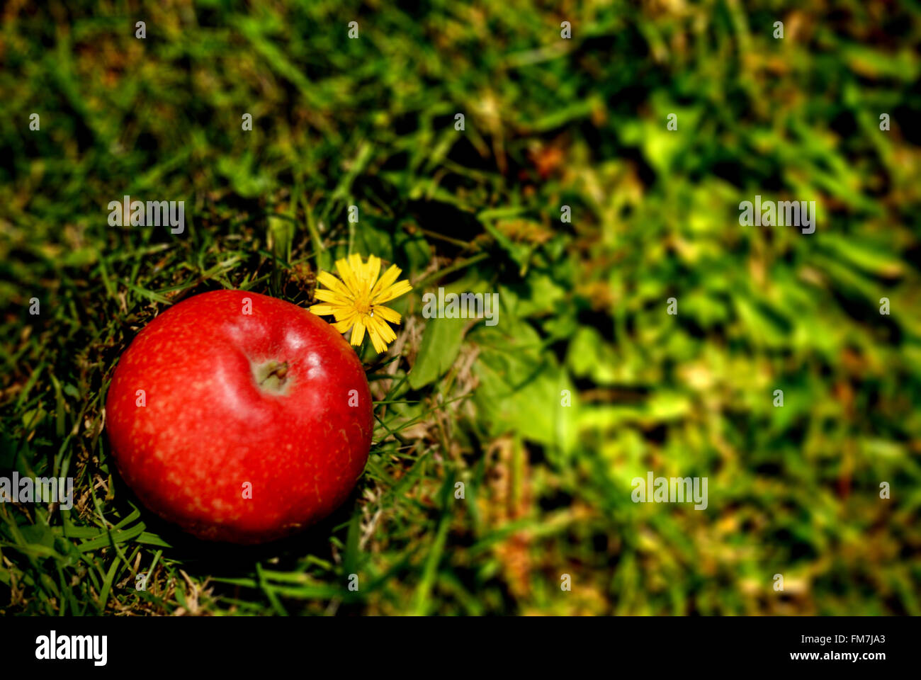 Apple scrumping hi-res stock photography and images - Alamy