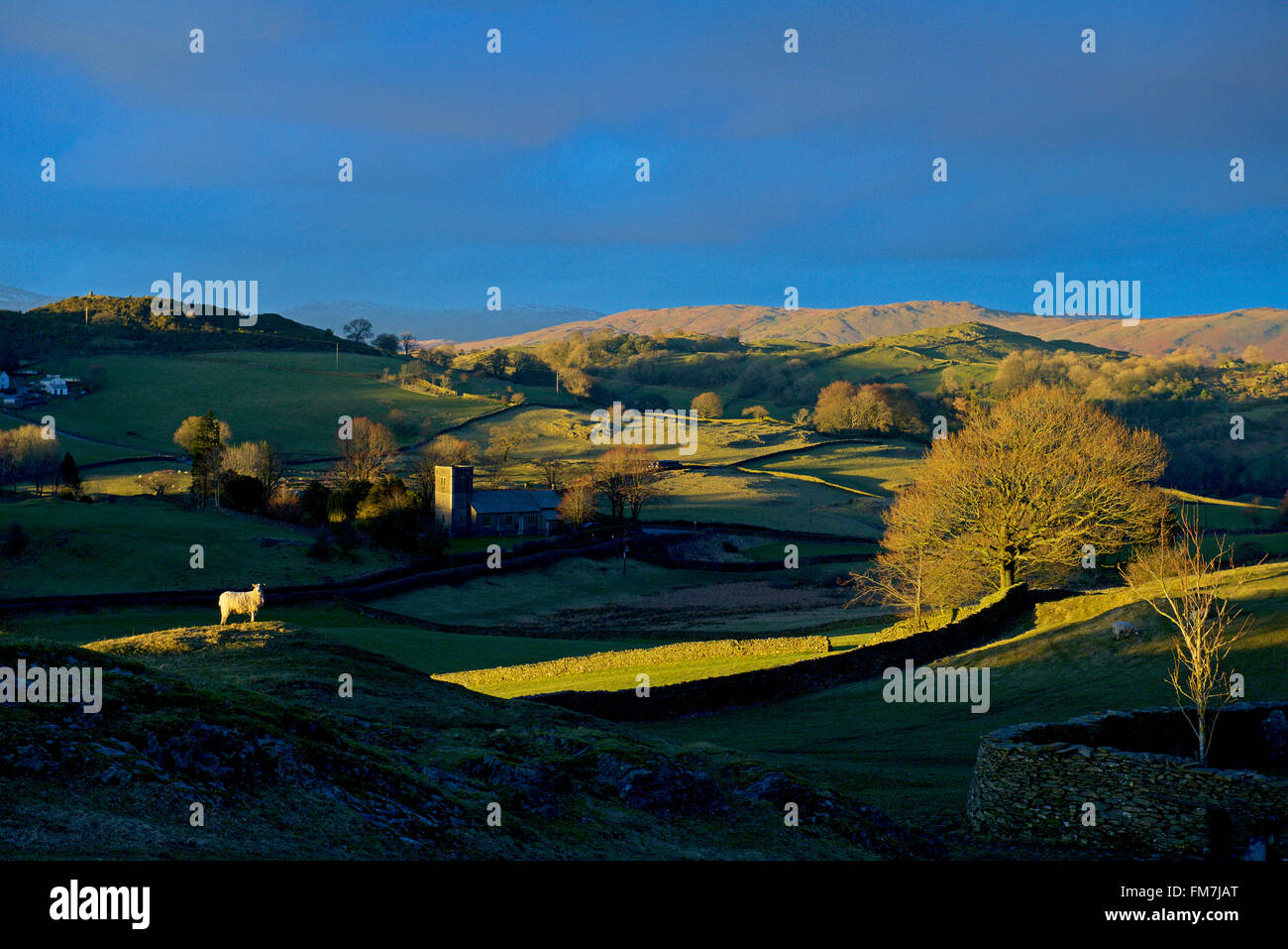 Sheep near Crook, Cumbria, England UK Stock Photo - Alamy