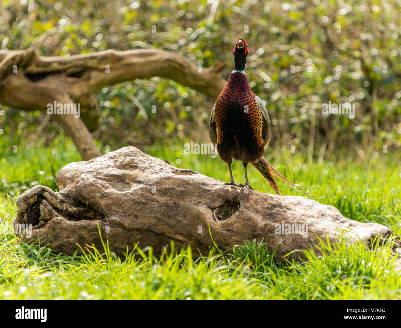 Beautiful Male Ring-necked Pheasant (Phasianus colchicus). Depicted ...