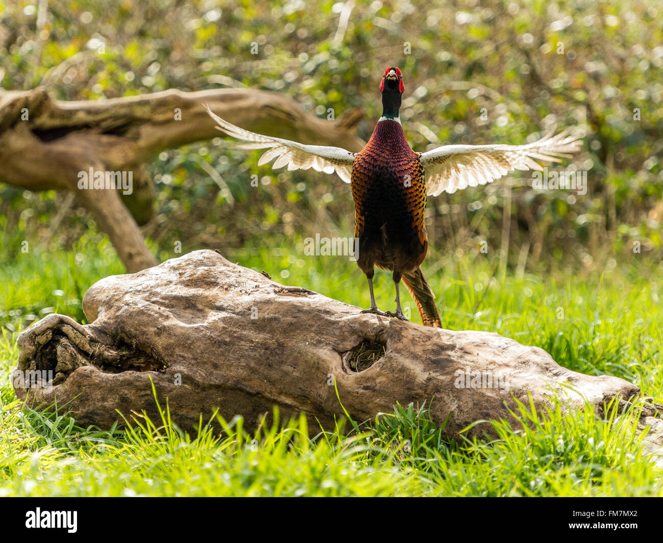 Beautiful Male Ring-necked Pheasant (Phasianus colchicus). Depicted ...