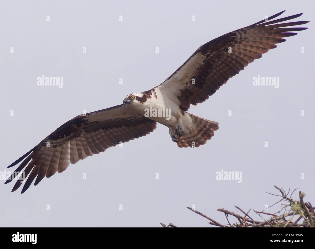 Osprey in flight Stock Photo - Alamy