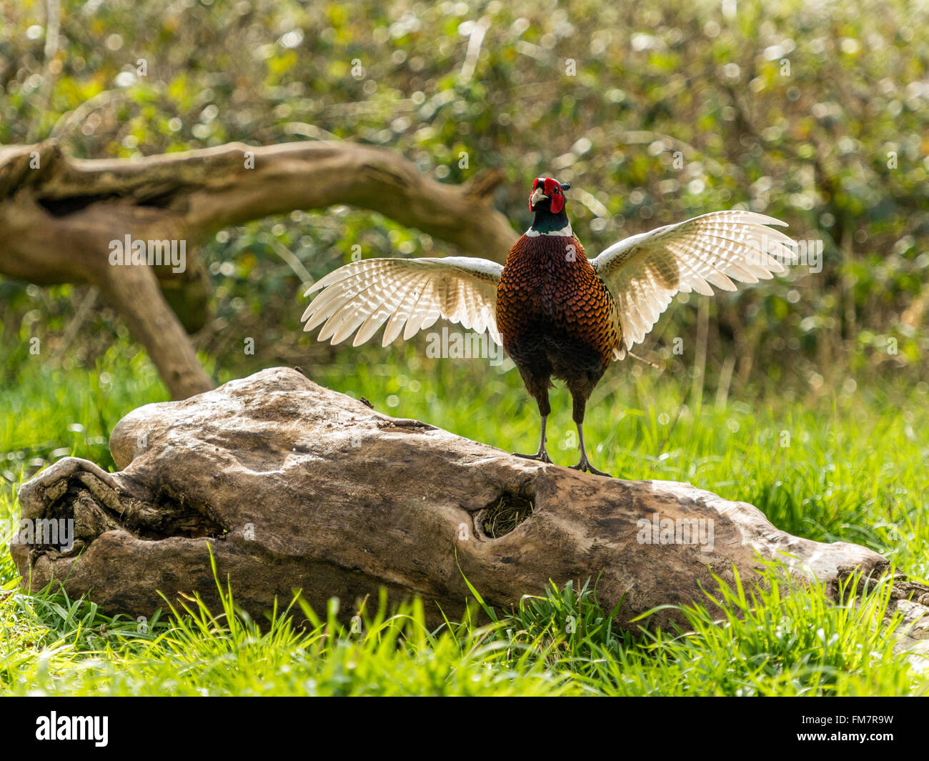 Beautiful Male Ring-necked Pheasant (Phasianus colchicus). Depicted ...