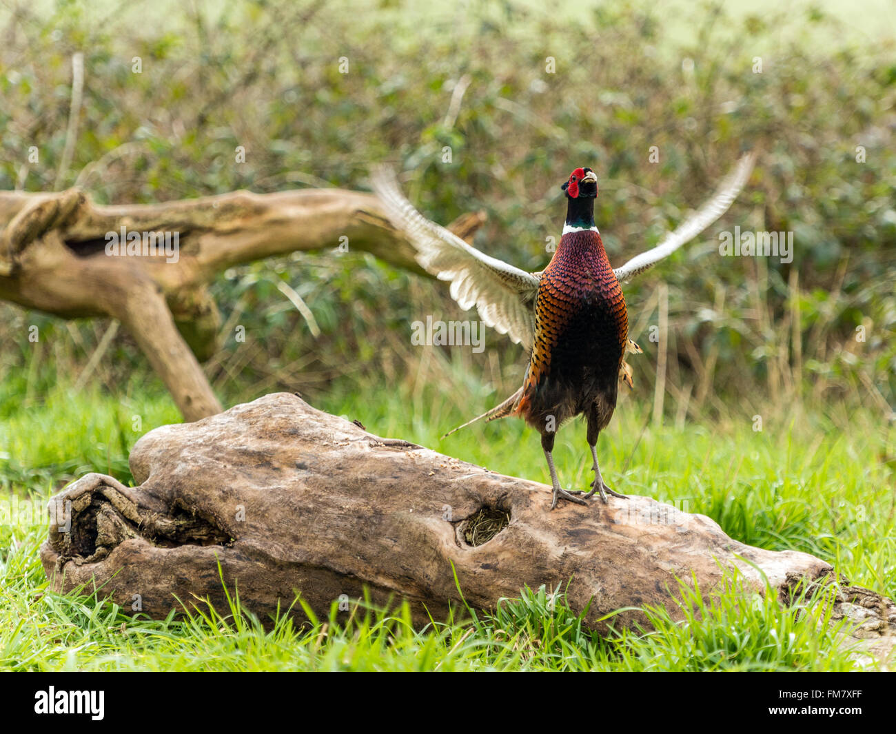 Beautiful Male Ring-necked Pheasant (Phasianus colchicus). Depicted ...