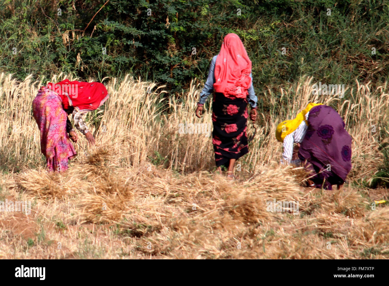 Farmers harvest wheat crop on the outskirt of Beawar, Rajasthan, India ...