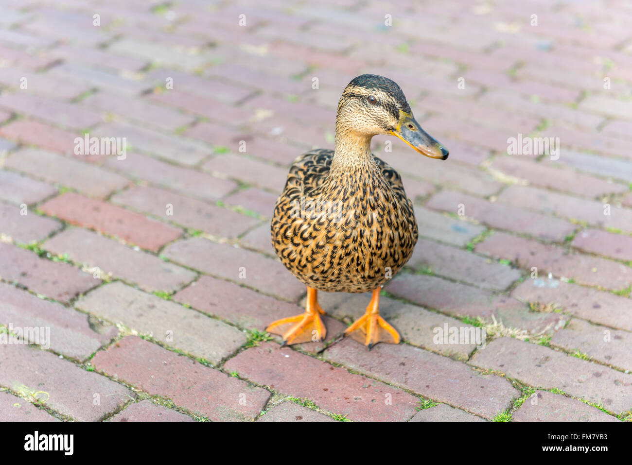 small wild duck on a pavement. horizontal shot Stock Photo - Alamy
