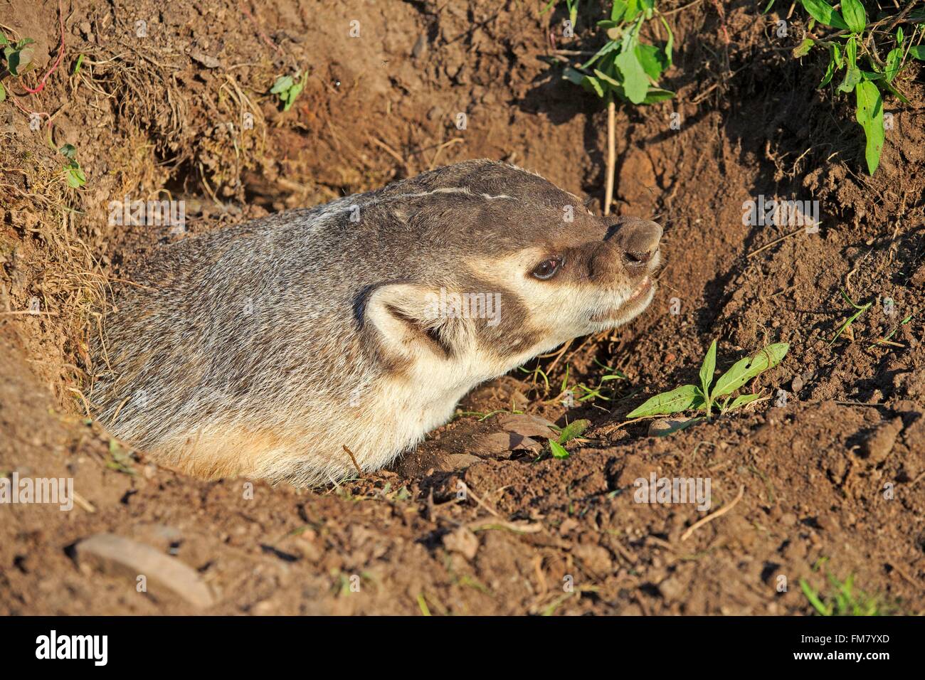 United States, Minnesota, American badger (Taxidea taxus Stock Photo ...