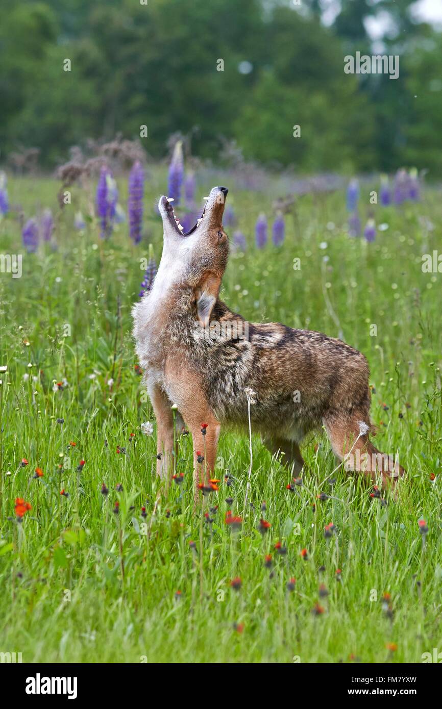 United States, Minnesota, Coyote (Canis latrans), howling Stock Photo ...