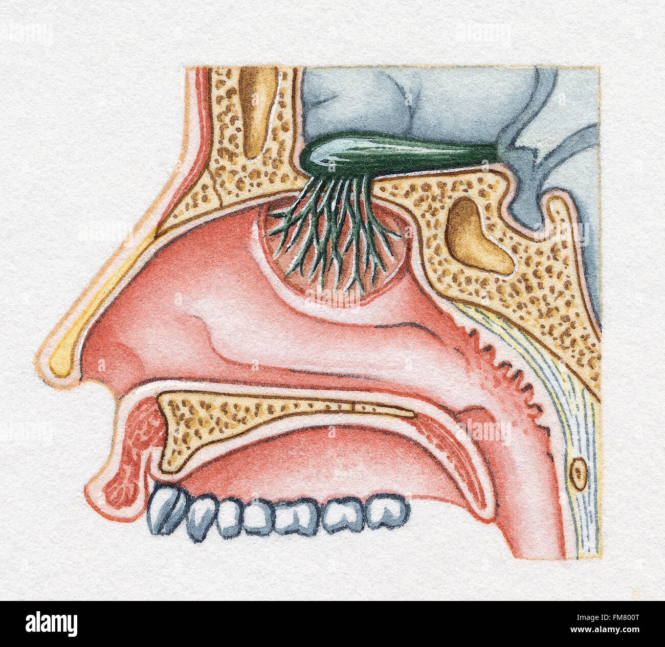 Lateral Cross-section of Frontal Skull locating Olfactory Nerve in Nose ...