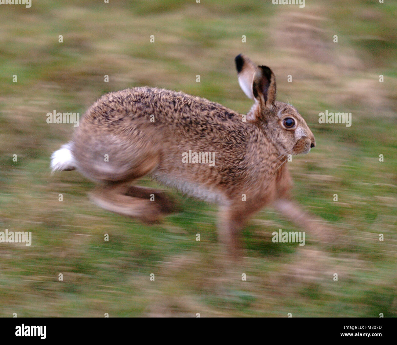 Wild Hare in action in English countryside Stock Photo - Alamy