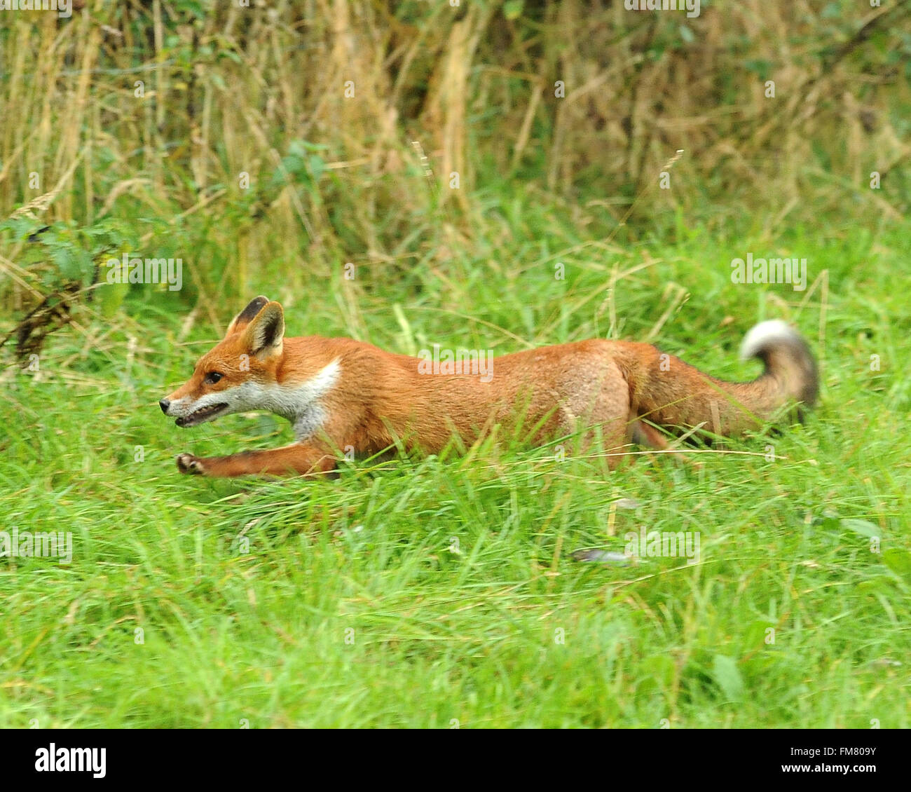 English Red Fox Stock Photo - Alamy