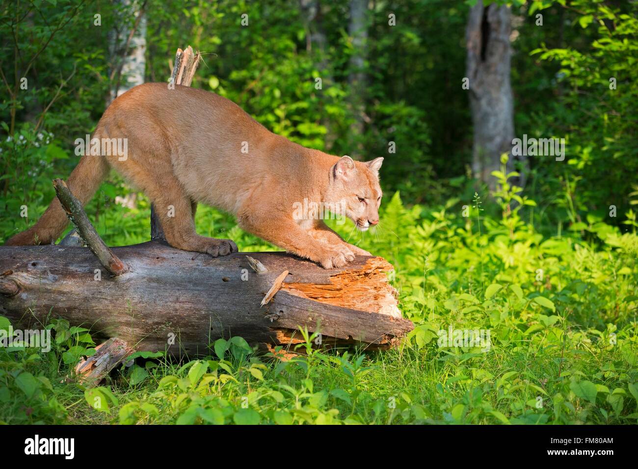 United States, Minnesota, Cougar (Puma concolor), also known as the ...
