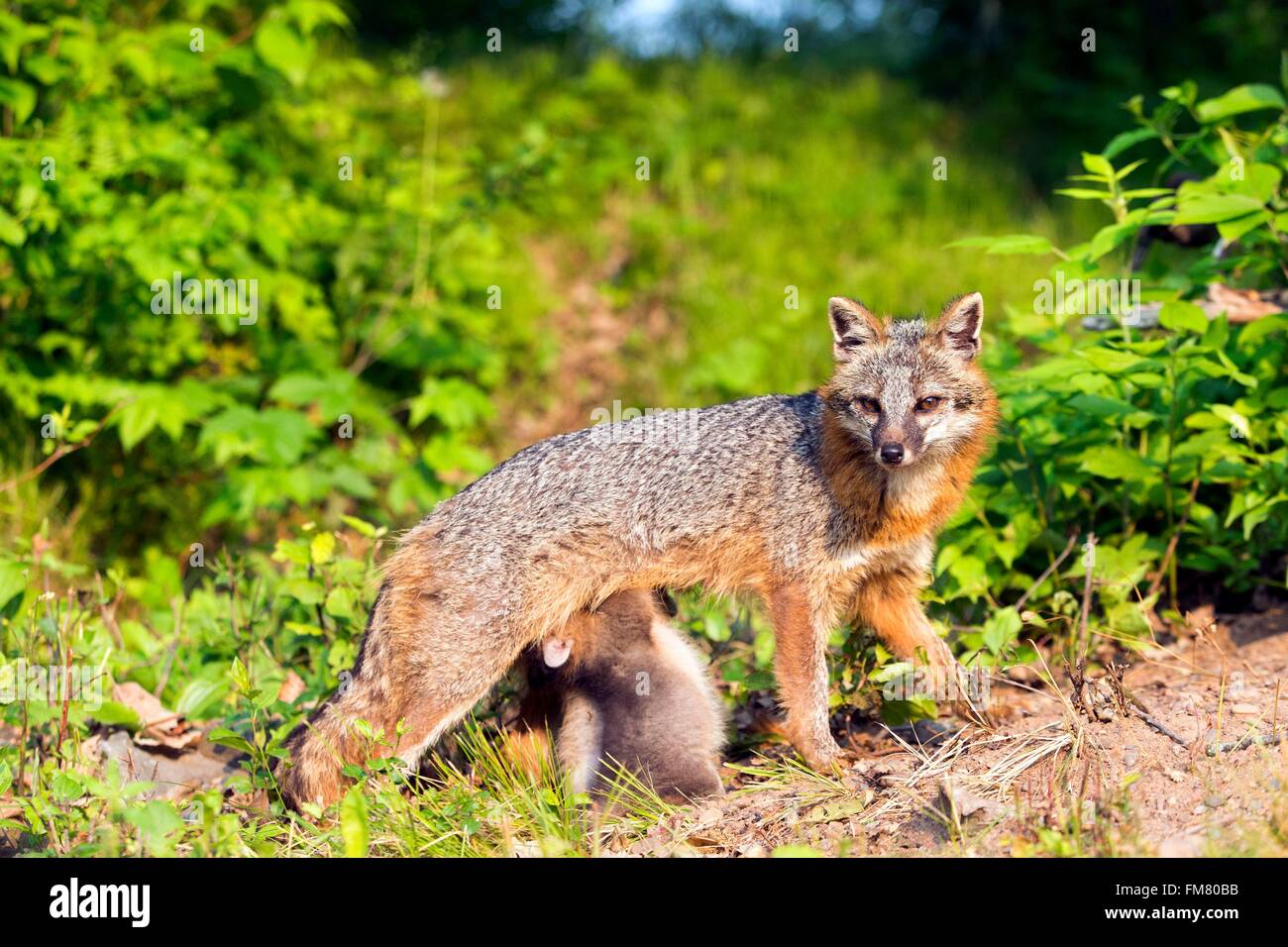 United States, Minnesota, Gray Fox (Urocyon cinereoargenteus), adult ...