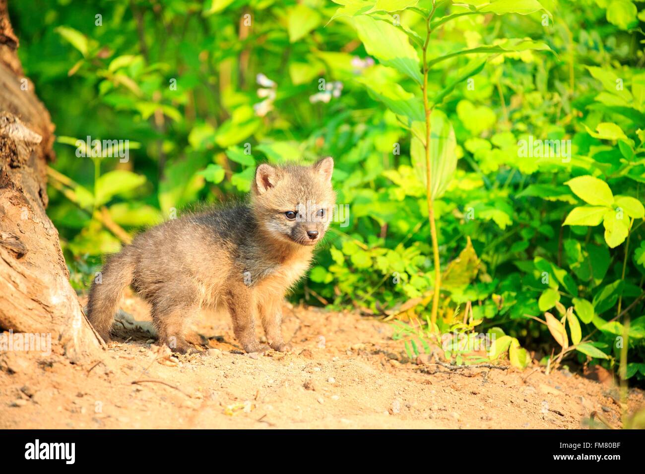 United States, Minnesota, Gray Fox (Urocyon cinereoargenteus), young ...