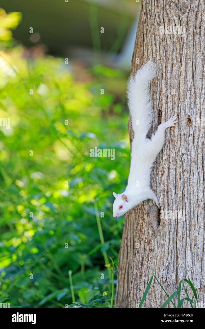 United States, Minnesota, Eastern gray squirrel or grey squirrel ...
