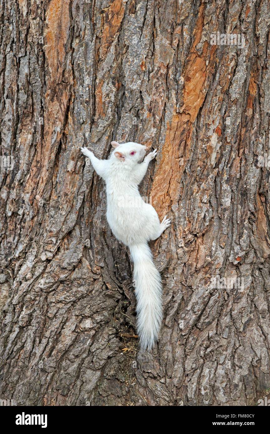 United States, Minnesota, Eastern gray squirrel or grey squirrel ...