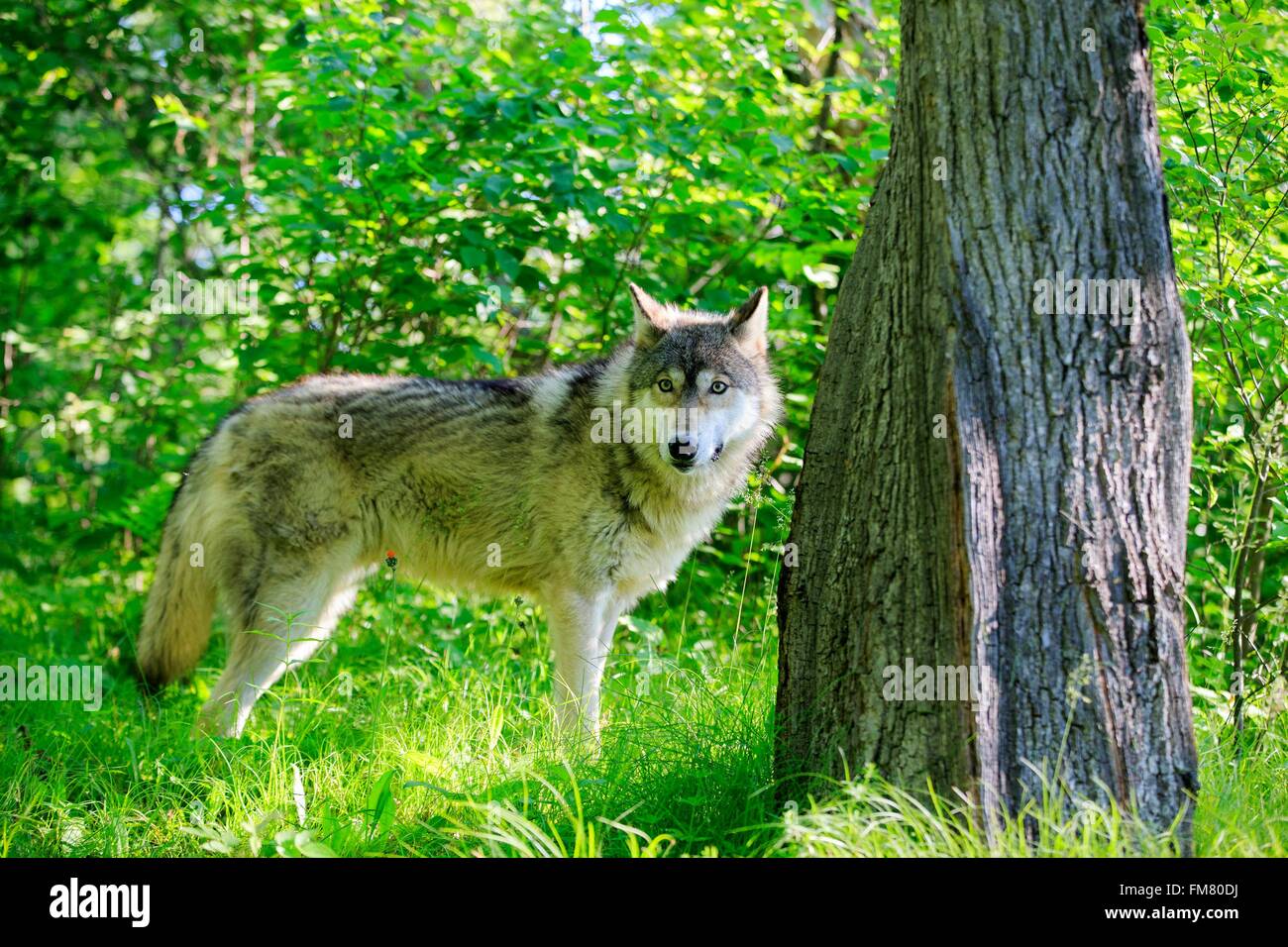 United States, Minnesota, Wolf or Gray Wolf or Grey Wolf (Canis lupus ...