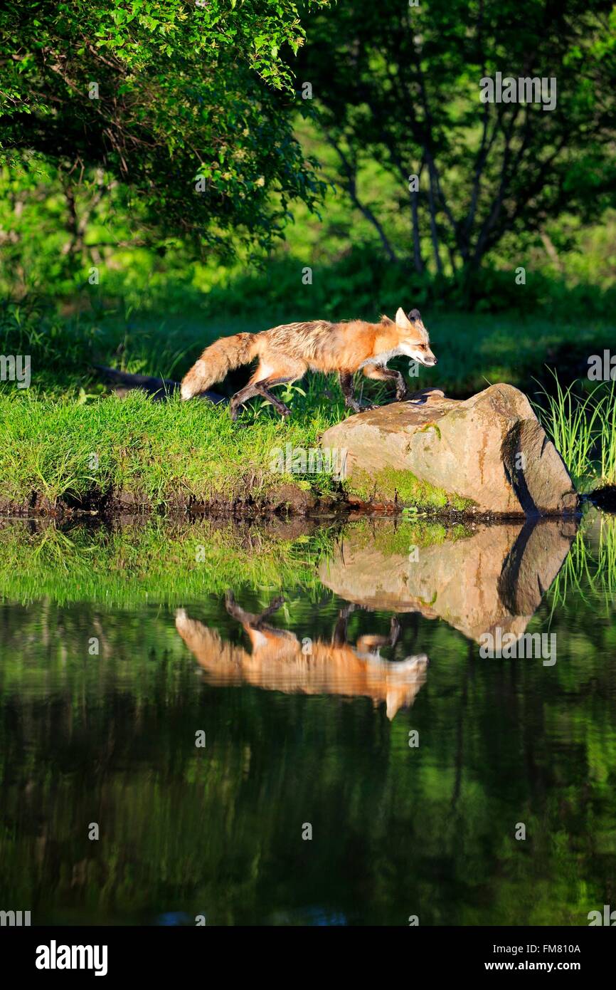 United States, Minnesota, Red Fox (Vulpes vulpes)adult near by the ...