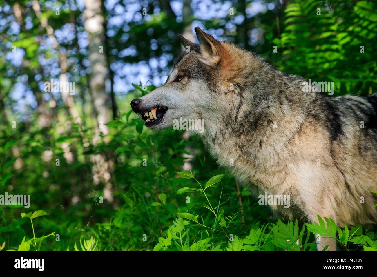 United States, Minnesota, Wolf or Gray Wolf or Grey Wolf (Canis lupus ...