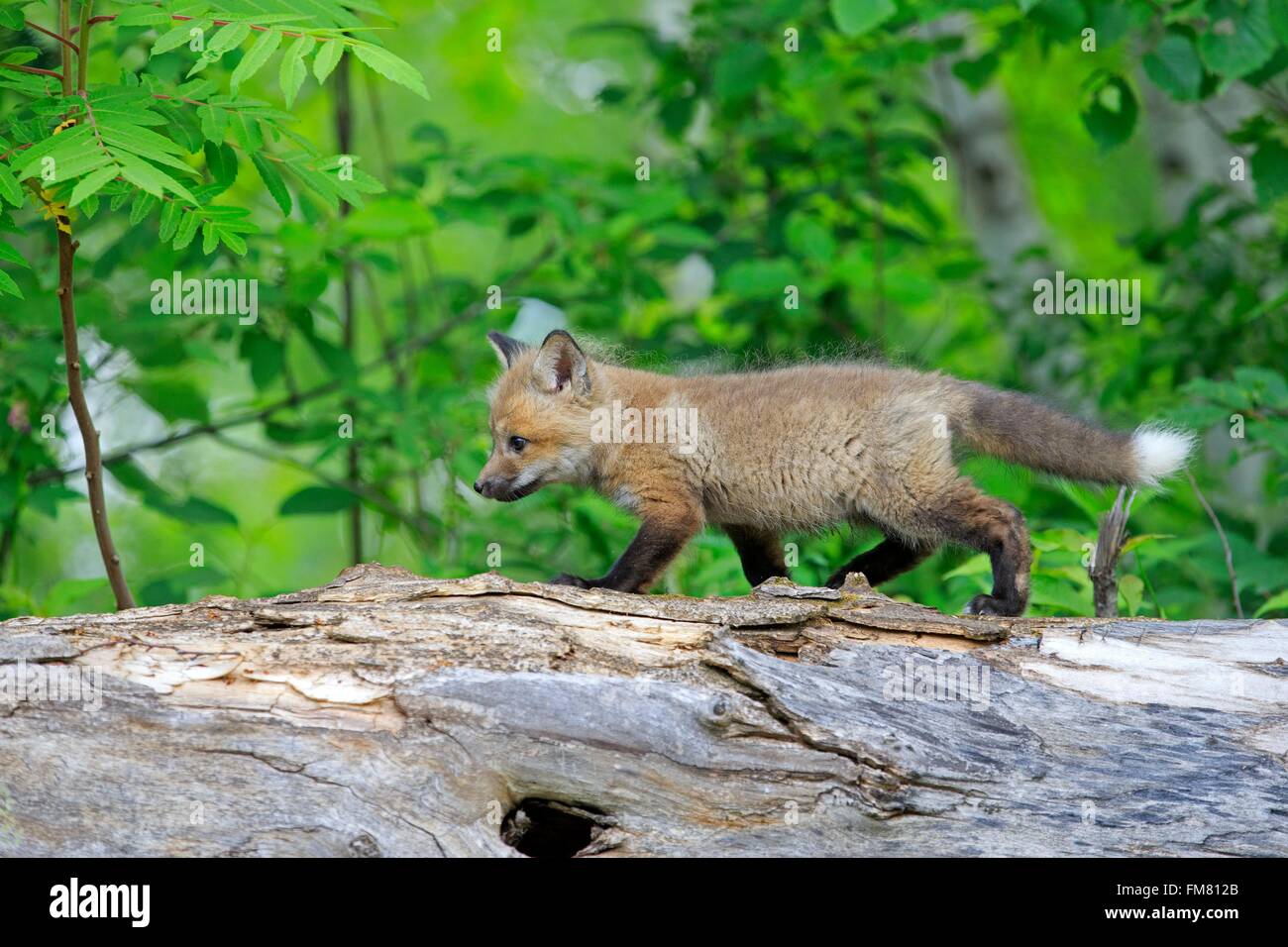 United States, Minnesota, Red Fox (Vulpes vulpes), young Stock Photo ...
