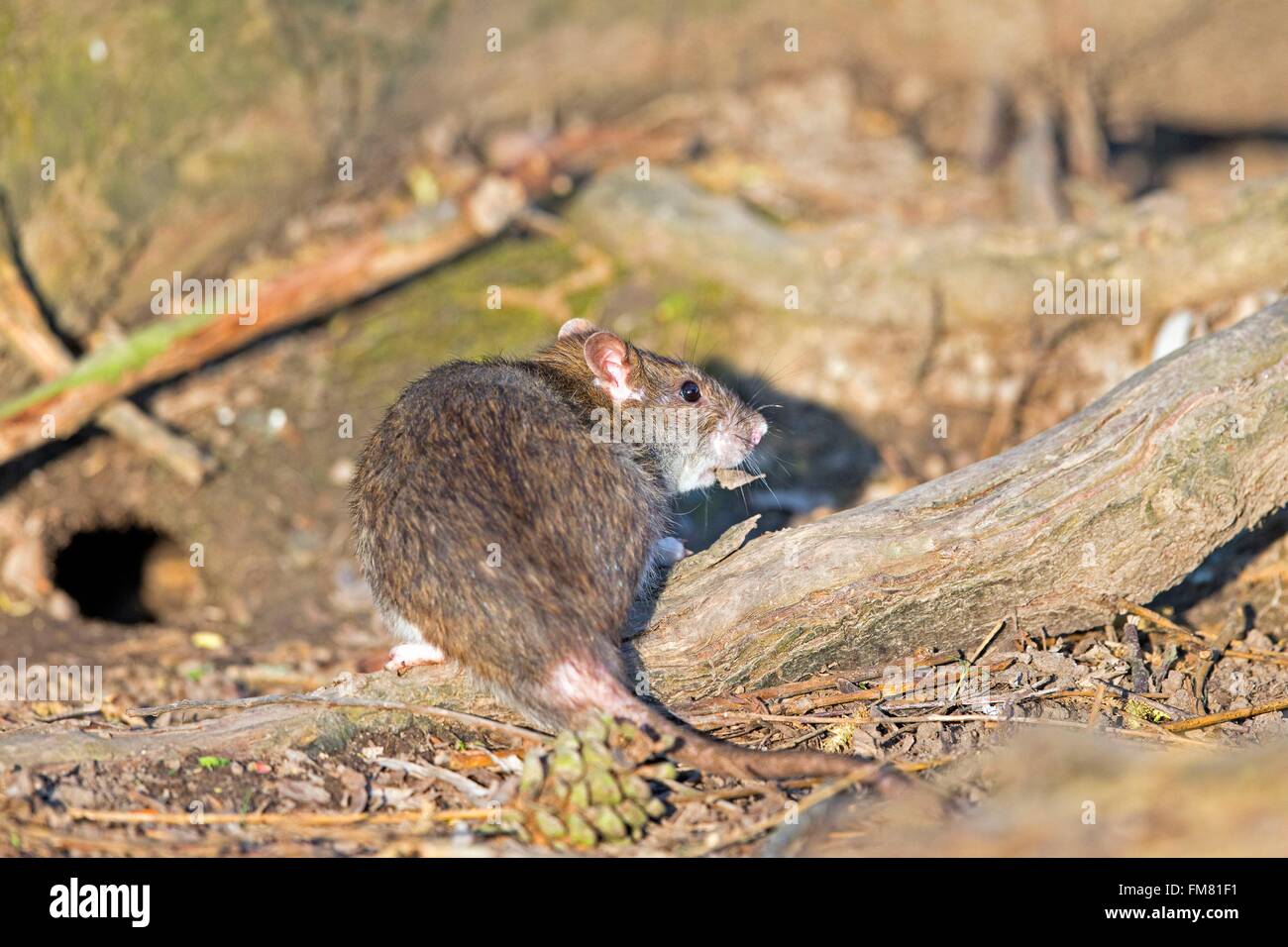 France, Bas Rhin, Selestat, Brown rat, also referred to as common rat ...