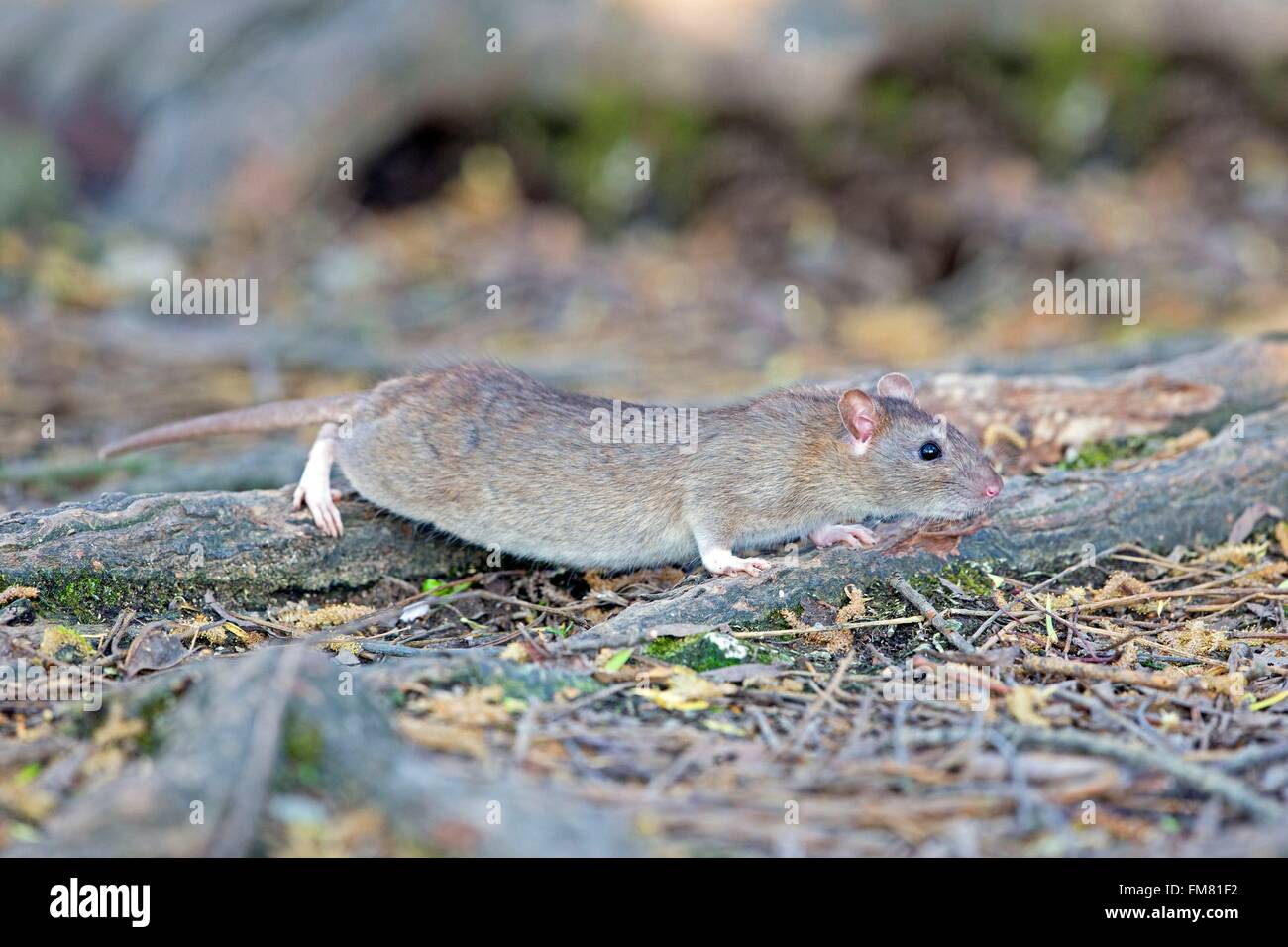 France, Bas Rhin, Selestat, Brown rat, also referred to as common rat ...