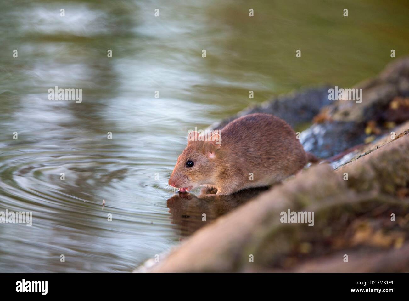 France, Bas Rhin, Selestat, Brown rat, also referred to as common rat ...